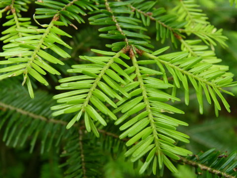 รูปภาพ"Tanne – เลือกดูภาพถ่ายสต็อก เวกเตอร์ และวิดีโอ101,078 | Adobe Stock