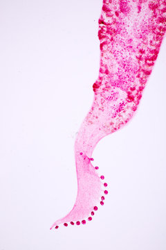 「Monogenean」の写真素材 | 98件の無料イラスト画像 | Adobe Stock