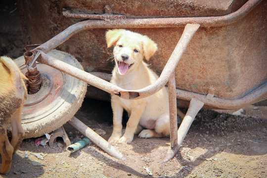 รูปภาพBangkaw – เลือกดูภาพถ่ายสต็อก เวกเตอร์ และวิดีโอ127 | Adobe Stock