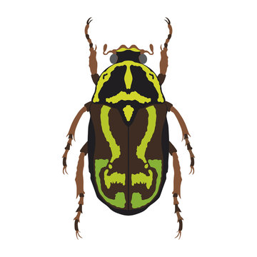 Fiddler Beetle Images – Browse 336 Stock Photos, Vectors, and Video ...
