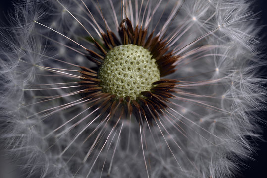 Maskros Images – Browse 51 Stock Photos, Vectors, and Video | Adobe Stock