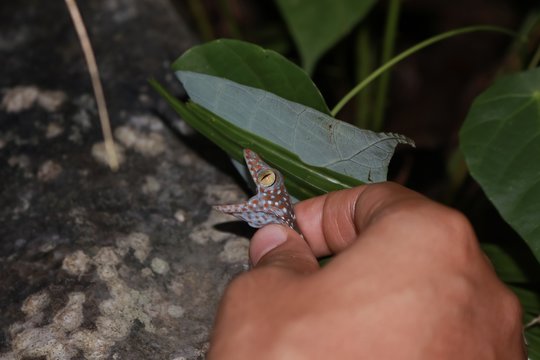 「Geeko」の写真素材 | 22件の無料イラスト画像 | Adobe Stock