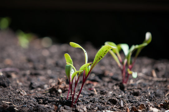 Keimen bilder – Bläddra bland 4,790 stockfoton, vektorer och videor ...
