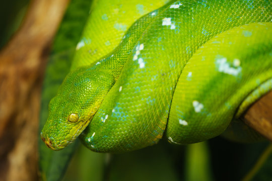 "Green Python"-Bilder: Stock-Fotos & -Videos. | Adobe Stock