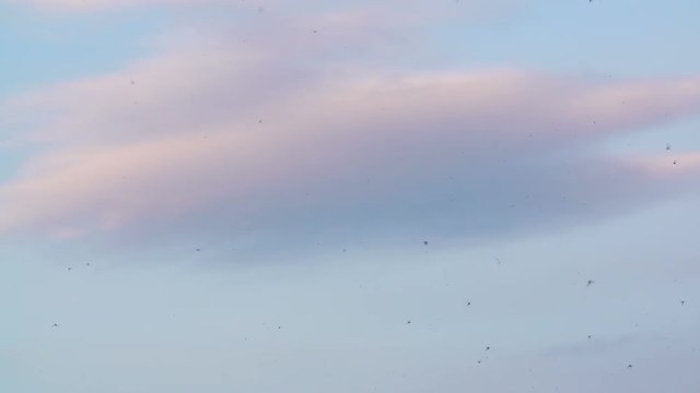 Imagens de Alate – Explore Fotografias do Stock, Vetores e Vídeos de ...