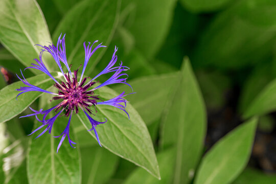รูปภาพCentaurea – เลือกดูภาพถ่ายสต็อก เวกเตอร์ และวิดีโอ21,890 | Adobe ...