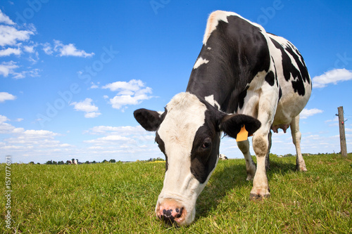 "Vache Prim'Holstein en campagne" photo libre de droits sur la banque d ...