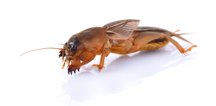 รูปภาพGrylloidea – เลือกดูภาพถ่ายสต็อก เวกเตอร์ และวิดีโอ277 | Adobe Stock