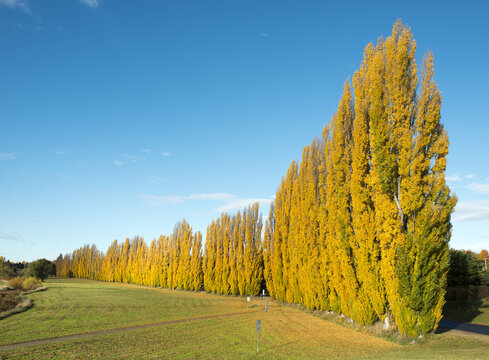 Popler Images – Browse 6 Stock Photos, Vectors, and Video | Adobe Stock