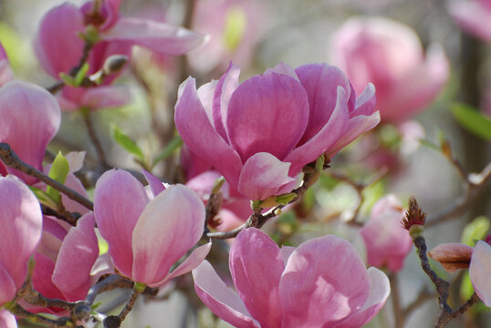 Magnolia-Tree Images – Browse 59 Stock Photos, Vectors, and Video ...