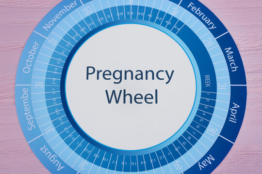 "Pregnancy Wheel" Imagens – Procure 80 fotos, vetores e vídeos | Adobe Stock
