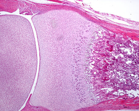 Hyaline Cartilage Connective Tissue Slide