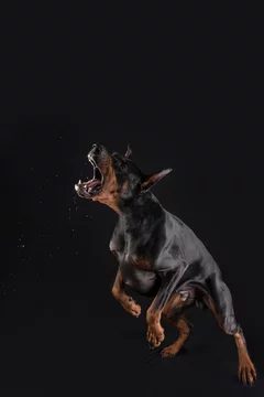 Mean Doberman