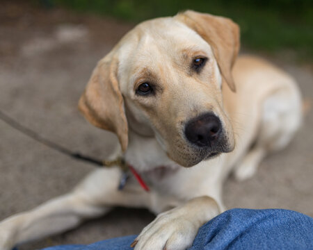 Female Yellow Labrador Retriever