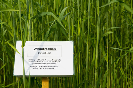 Winterroggen Images – Browse 305 Stock Photos, Vectors, and Video ...