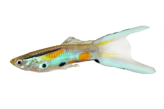Schleierfisch Bilder – Durchsuchen 717 Archivfotos, Vektorgrafiken und ...