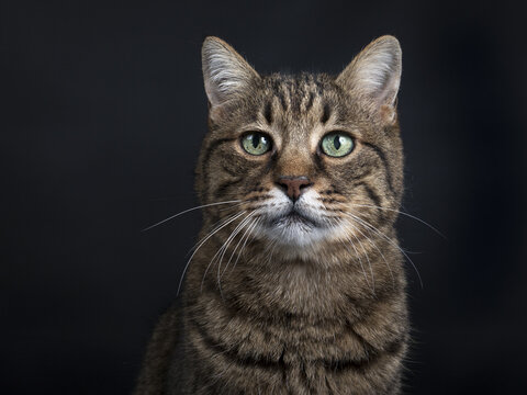 Obrázky Tabby – procházejte fotografie, vektory a videa 530,436 | Adobe ...