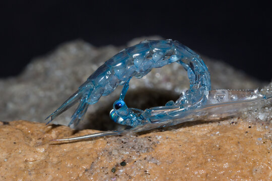 รูปภาพZoea – เลือกดูภาพถ่ายสต็อก เวกเตอร์ และวิดีโอ298 | Adobe Stock