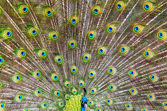Pfauenfeder bilder – Bläddra bland 796 stockfoton, vektorer och videor ...