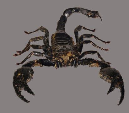 Scropion Images – Browse 29 Stock Photos, Vectors, and Video | Adobe Stock