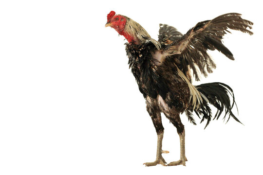 รูปภาพChiken – เลือกดูภาพถ่ายสต็อก เวกเตอร์ และวิดีโอ4,257,647 | Adobe ...