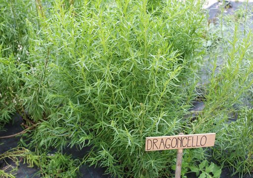 Dragoncello bilder – Bläddra bland 40 stockfoton, vektorer och videor ...