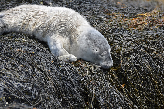 Baby-Animal bilder – Bläddra bland 194 stockfoton, vektorer och videor ...