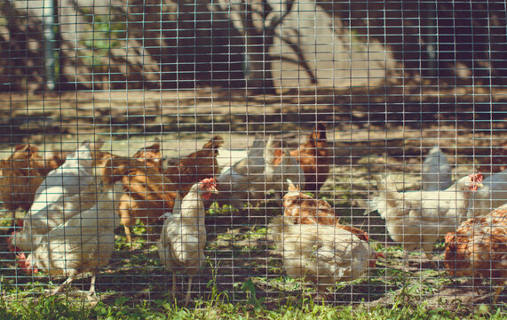 รูปภาพPoultry-Farm – เลือกดูภาพถ่ายสต็อก เวกเตอร์ และวิดีโอ94 | Adobe Stock