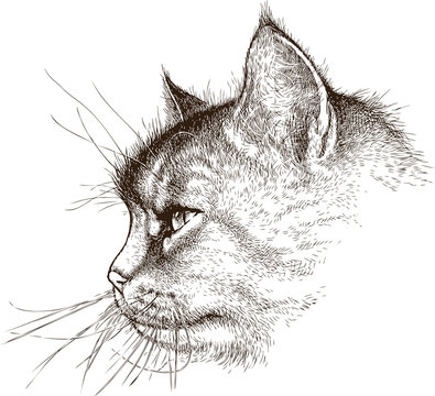 Cat Face Profile Drawing