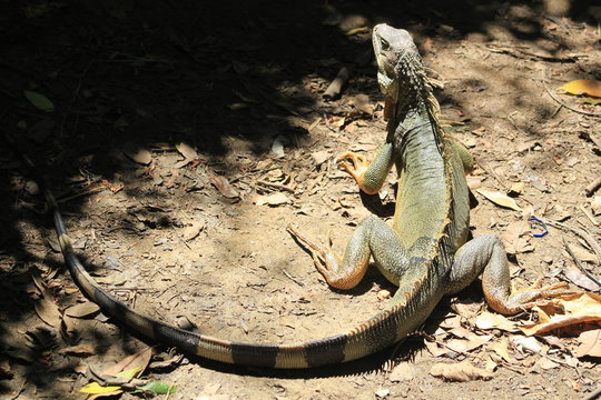 รูปภาพAcrodonta – เลือกดูภาพถ่ายสต็อก เวกเตอร์ และวิดีโอ11,557 | Adobe ...