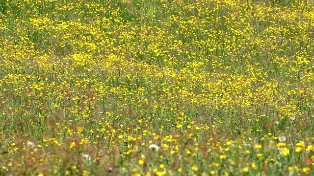 "Prato Fiorito" Bilder – Durchsuchen 270 Archivfotos, Vektorgrafiken ...