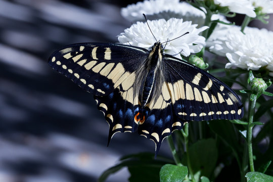 "Anise Swallowtail" Images – Browse 175 Stock Photos, Vectors, and ...