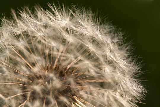 Fluey bilder – Bläddra bland 667 stockfoton, vektorer och videor ...