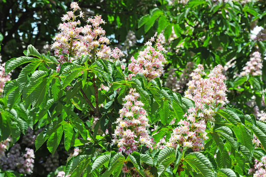 รูปภาพAesculus – เลือกดูภาพถ่ายสต็อก เวกเตอร์ และวิดีโอ26,843 | Adobe Stock