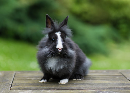 "Lionhead Rabbit" Images – Browse 1,973 Stock Photos, Vectors, and ...