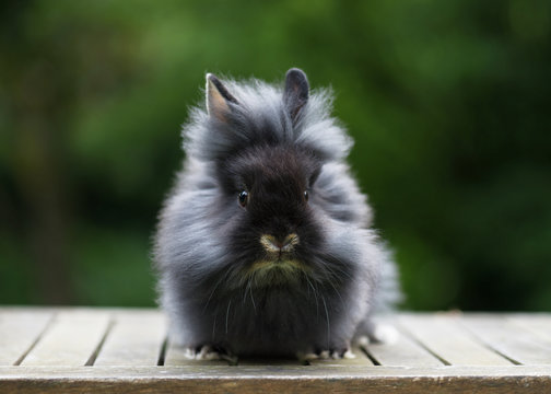 Grey Lionhead Rabbit