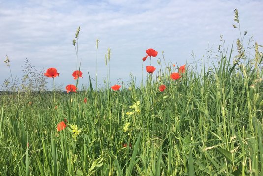 Mohnblumenwiese bilder – Bläddra bland 432 stockfoton, vektorer och ...