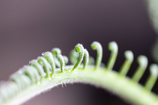 รูปภาพCycadales – เลือกดูภาพถ่ายสต็อก เวกเตอร์ และวิดีโอ250 | Adobe Stock