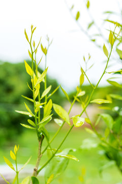 รูปภาพPak-Wan – เลือกดูภาพถ่ายสต็อก เวกเตอร์ และวิดีโอ370 | Adobe Stock