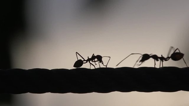 Red-Ants bilder – Bläddra bland 78 stockfoton, vektorer och videor ...