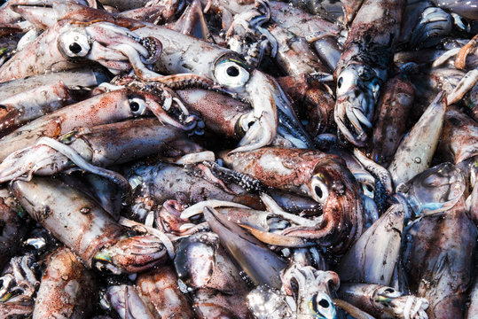 รูปภาพTeuthida – เลือกดูภาพถ่ายสต็อก เวกเตอร์ และวิดีโอ197,911 | Adobe ...