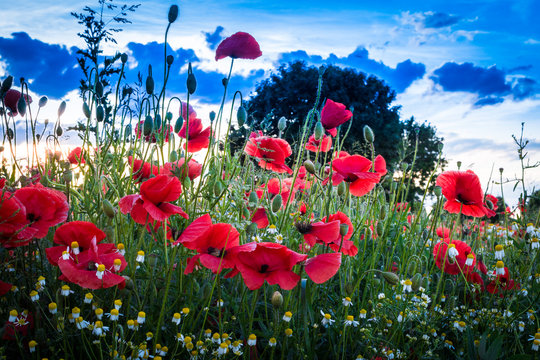 Mohnblumenwiese bilder – Bläddra bland 432 stockfoton, vektorer och ...