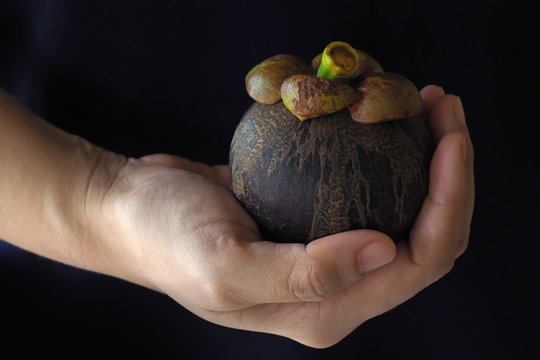 Mangustan Images – Browse 441 Stock Photos, Vectors, and Video | Adobe ...