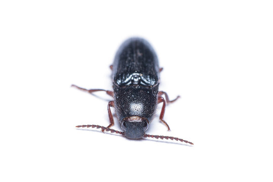 รูปภาพElater – เลือกดูภาพถ่ายสต็อก เวกเตอร์ และวิดีโอ306 | Adobe Stock