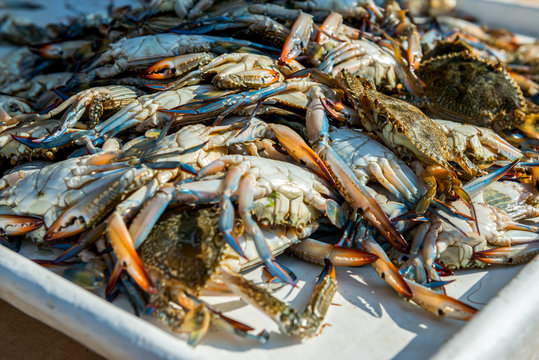 Kraby Images – Browse 94 Stock Photos, Vectors, and Video | Adobe Stock