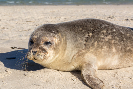 「Seerobbe」の画像 - 290 件の Stock 写真、ベクターおよびビデオ | Adobe Stock