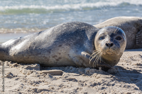 "Seerobbe entspannt sich an der Küste" Stockfotos und lizenzfreie ...