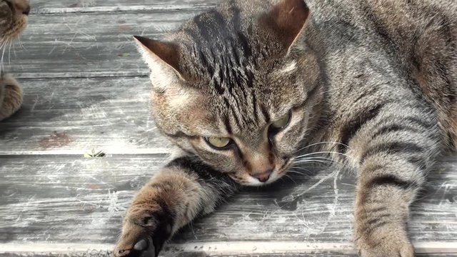 Tigroid bilder – Bläddra bland 11 stockfoton, vektorer och videor ...