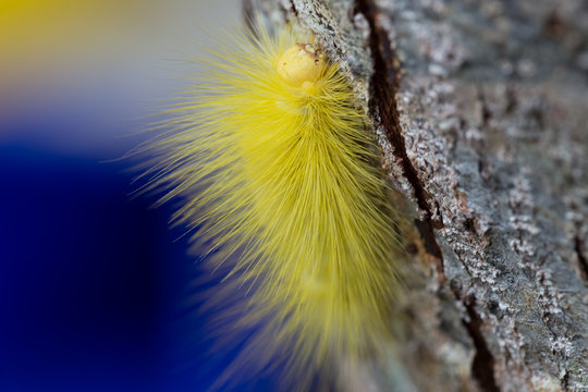 "Yellow Worm" Images – Browse 87 Stock Photos, Vectors, and Video ...