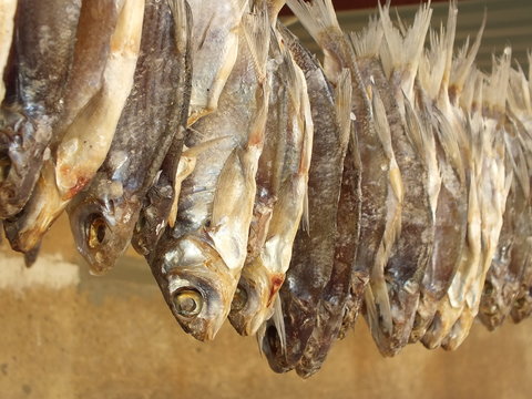 Taranka Images – Browse 669 Stock Photos, Vectors, and Video | Adobe Stock